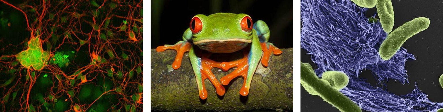 Research - Biological Sciences