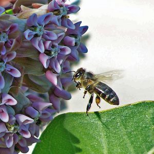 Honey Bees (Family Apidae) – Field Station