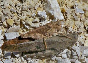 Carolina Locust (Family Acrididae) – Field Station