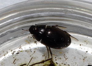 Water Scavenger Beetle (Family Hydrophilidae) – Field Station