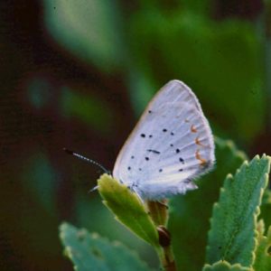 Bog Copper Butterfly (Family Lycaenidae) – Field Station
