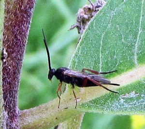 Slug Sawfly: A Skeletonizer – Field Station
