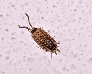 Sowbug Rerun (Family Oniscidae) – Field Station