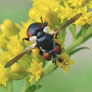 A Bevy of Tachinid Flies – Field Station