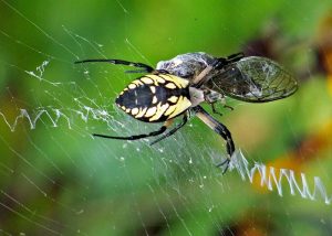 The Wonders of Webs I – Spider Silk – Field Station