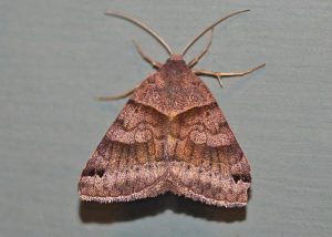 Grass Looper (Family Erebidae) – Field Station