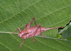 Roesel’s Katydid (Family Tettigoniidae) – Field Station