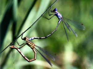 Spreadwing Damselfly (Family Lestidae) – Field Station