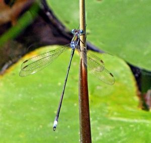 Spreadwing Damselfly (Family Lestidae) – Field Station