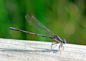 Spreadwing Damselfly (Family Lestidae) – Field Station