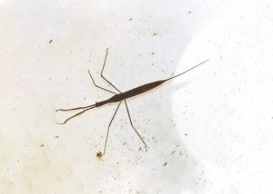 Ephemeral Pond Critters – Field Station