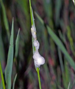 Spittlebug (Family Cercopidae) – Field Station