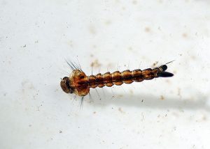 Ephemeral Pond Critters Revisited – Field Station