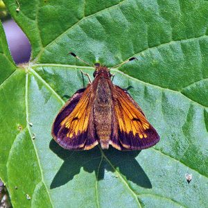 Hobomok Skipper – Field Station