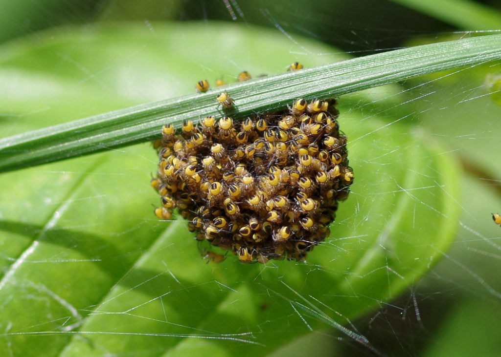 Spider Flight Rerun – Field Station