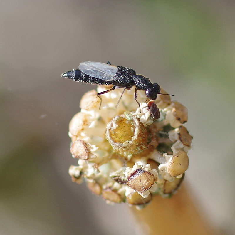 Shore Rove Beetle Rerun – Field Station