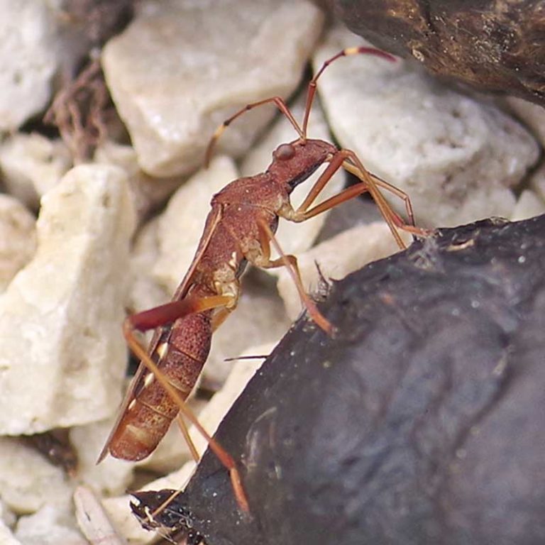 Coprophagy—Bugs on Poop – Field Station