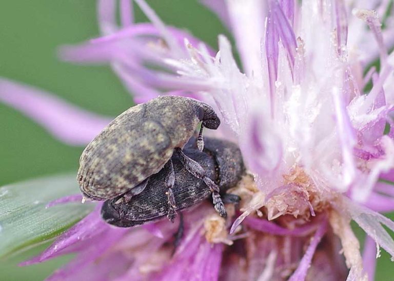 Knapweed Seedhead-Feeding Weevil – Field Station