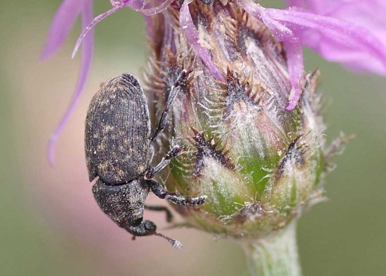 Knapweed Seedhead-Feeding Weevil – Field Station