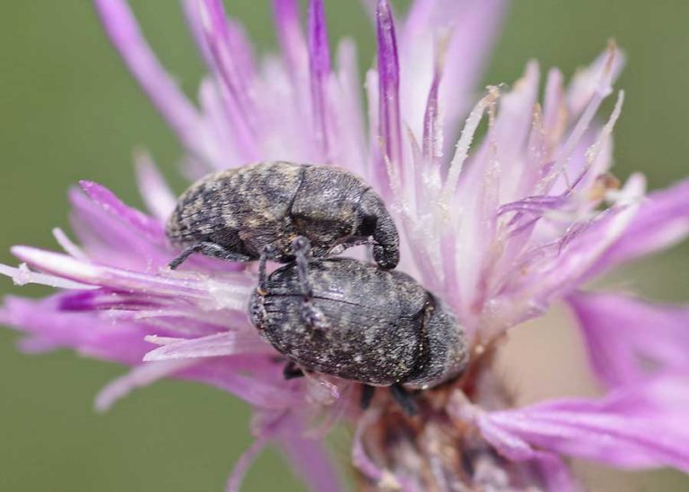 Knapweed Seedhead-Feeding Weevil – Field Station