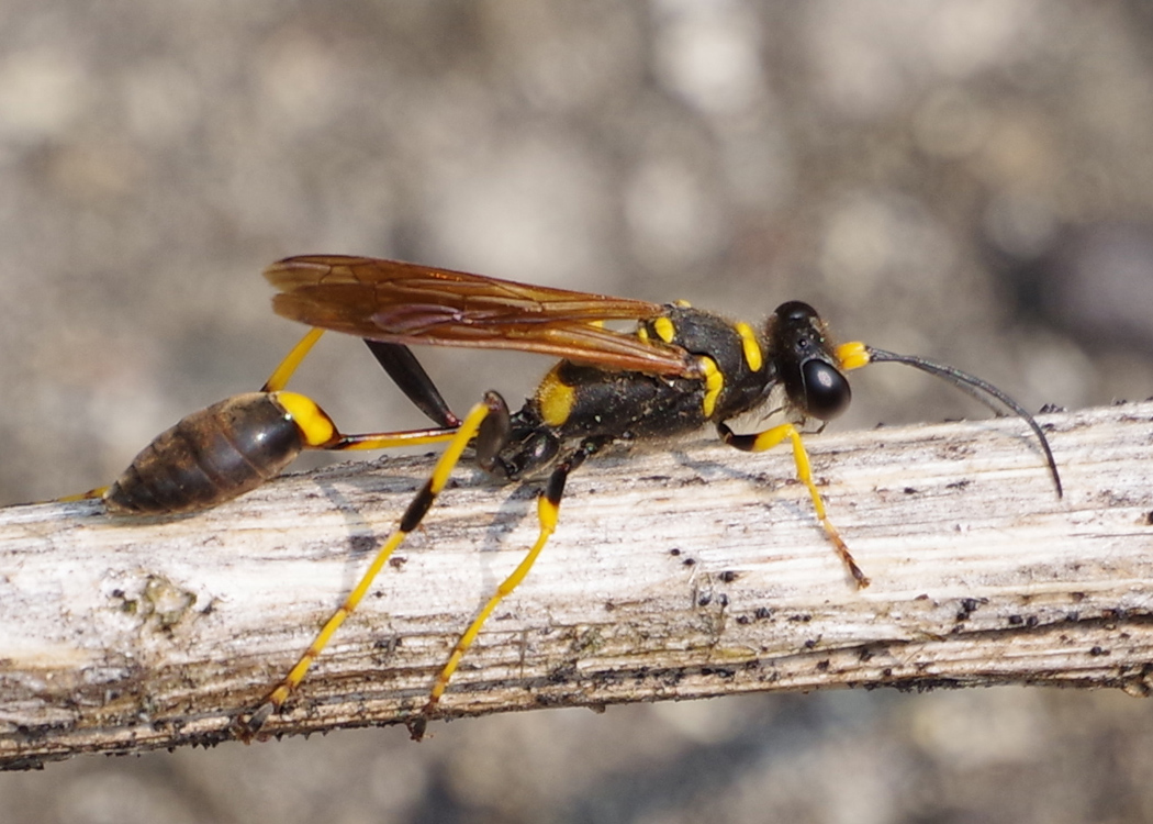 The Twelve(ish) Bugs of Christmas – Field Station