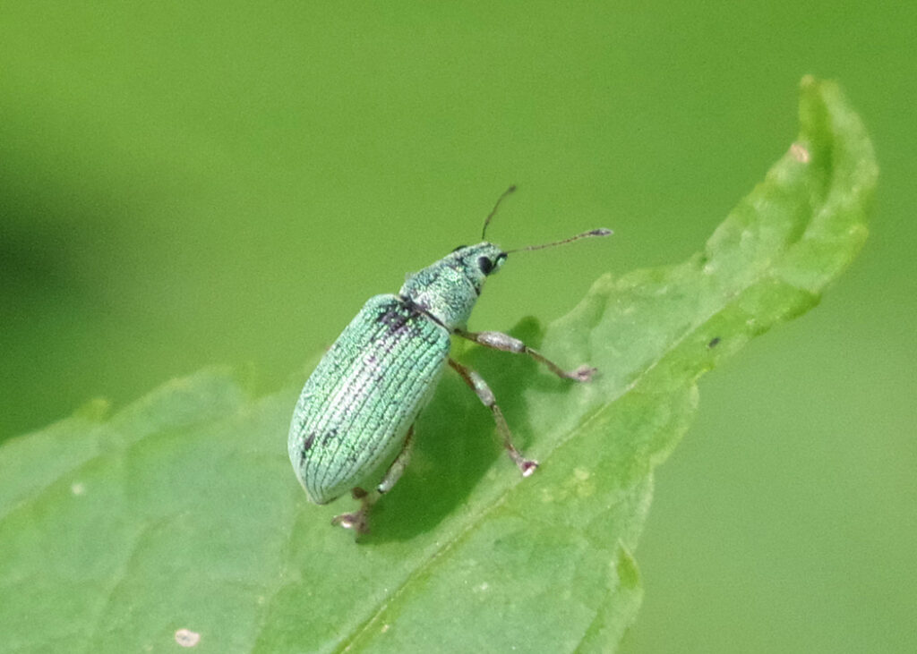 The Twelve(ish) Bugs of Christmas – Field Station