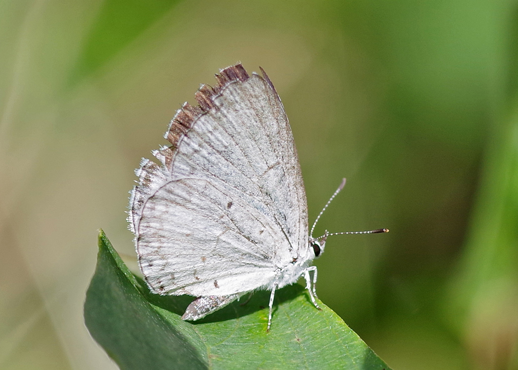 Small Blue Butterflies – Field Station