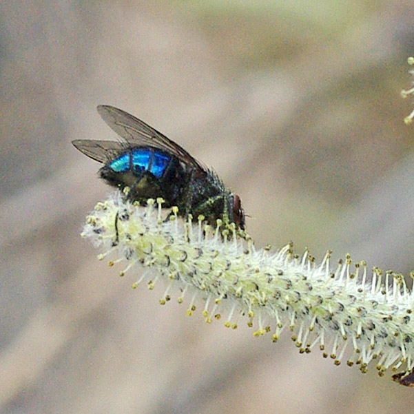 Black Blow fly – Field Station