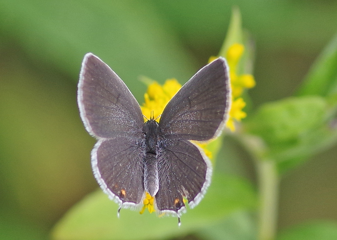 Small Blue Butterflies – Field Station