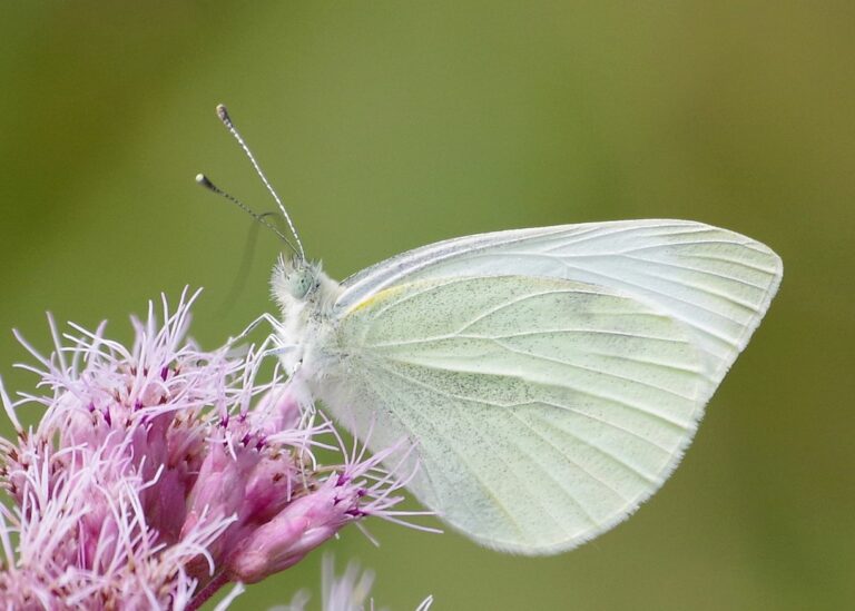 Cabbage Whites and Sulphurs Redux – Field Station
