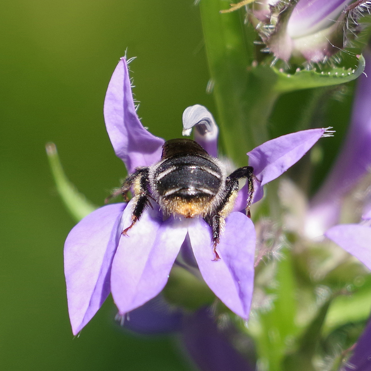 Leafcutter Bees – Pollinators Extraordinaire – Field Station