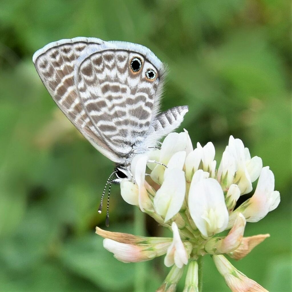 A Tale of Two Butterflies – Part 2 – Marine Blue – Field Station