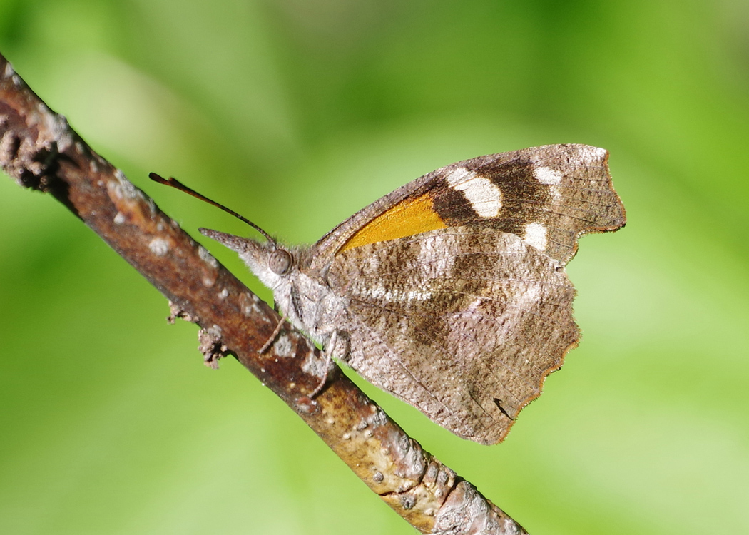 A Tale of two Butterflies – Part 1 – the American Snout – Field Station