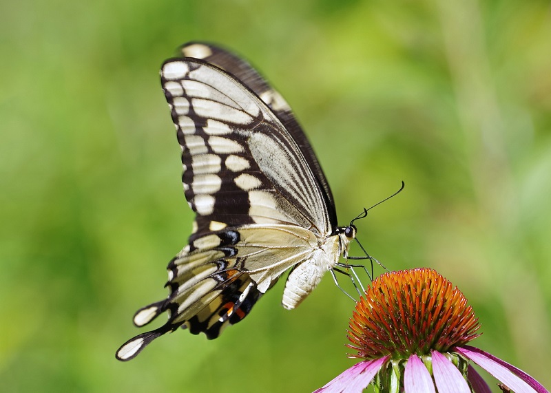 Mid-Summer Scenes – Field Station