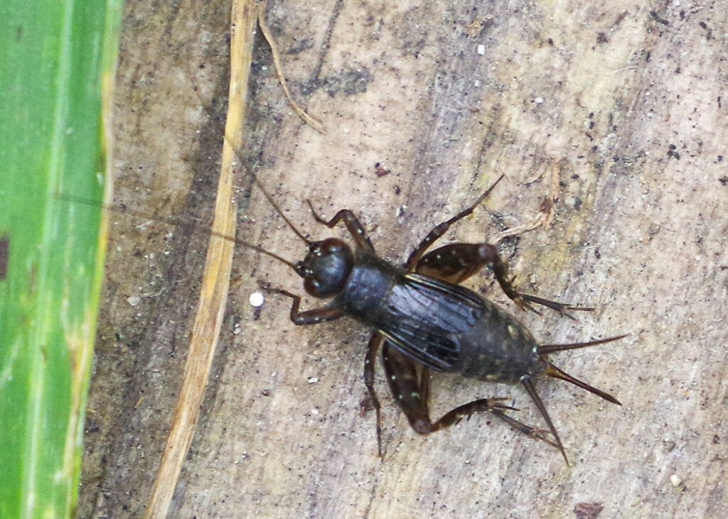 Gray Ground Cricket – Field Station