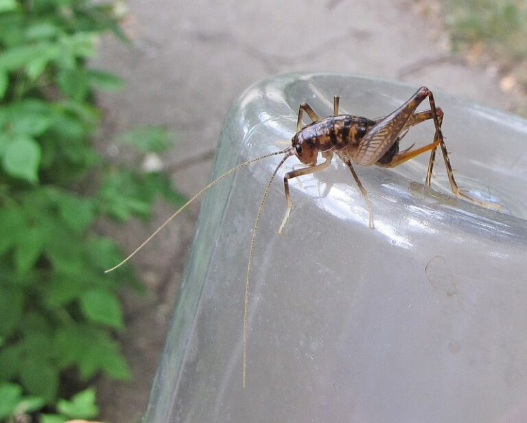 Camel Cricket – the Rest of the Story – Field Station