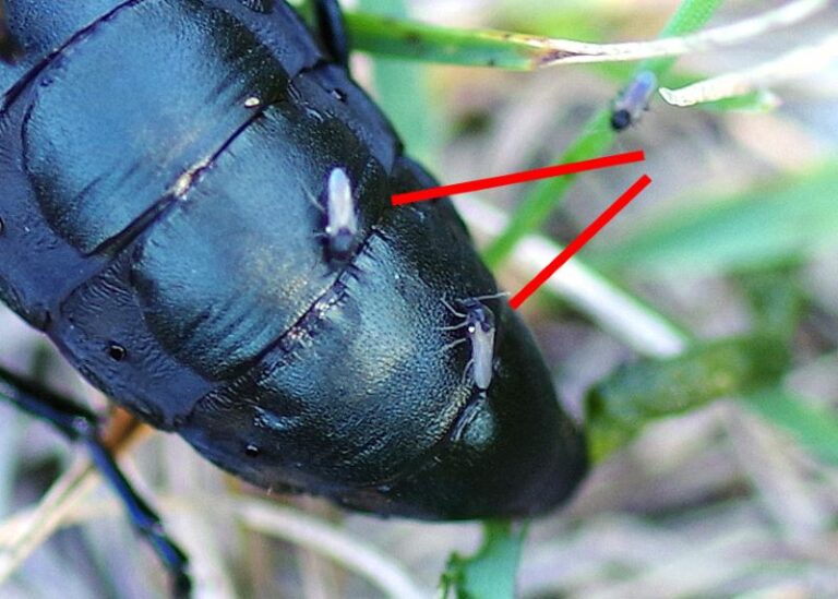 Oil Beetle Adventures – Field Station