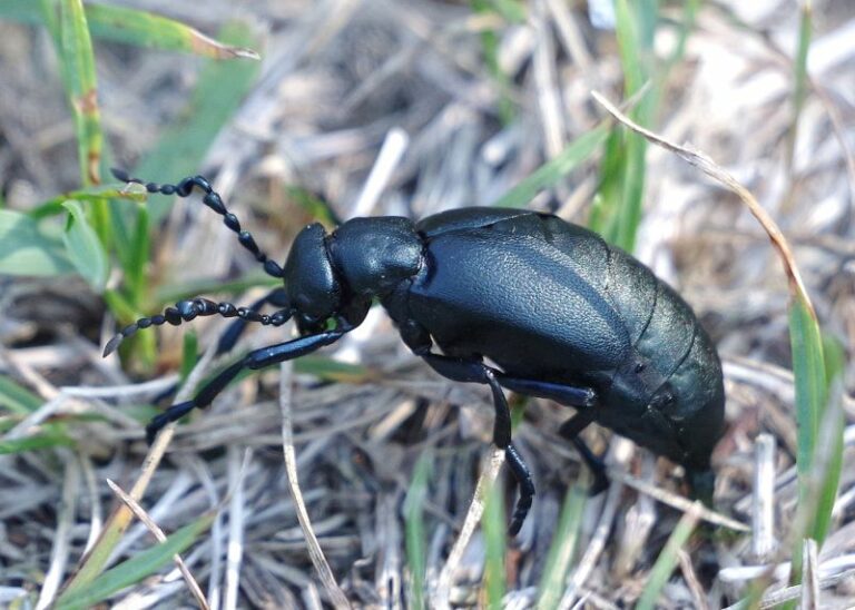 Oil Beetle Adventures – Field Station