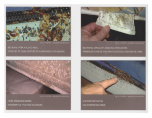 Common Bugs – Housing at UWM