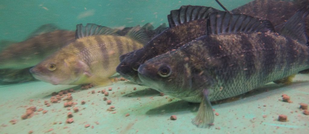 UWM researchers revive Wisconsin’s perch population